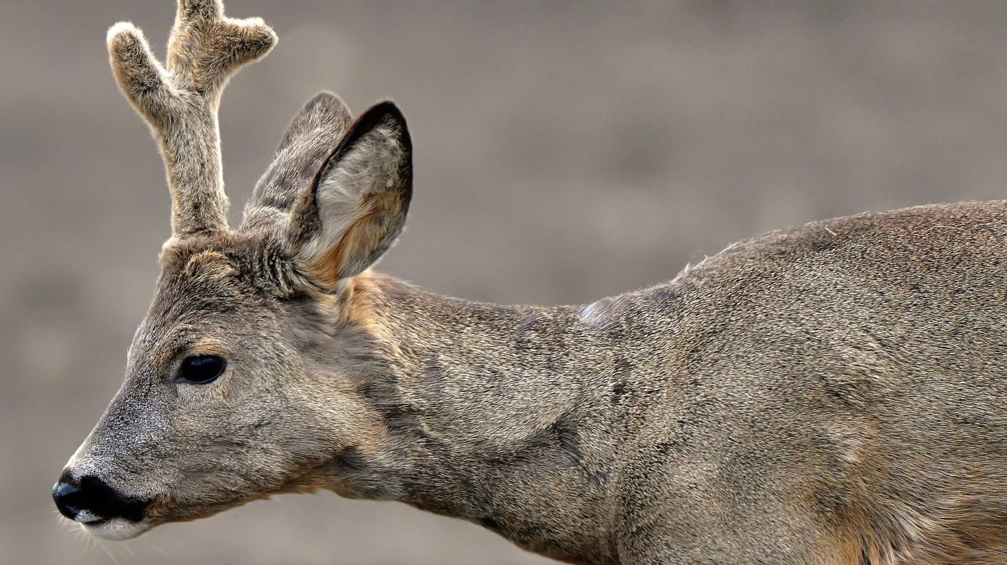 A lápi póc lett az év hala 2023-ban | Sokszínű vidék